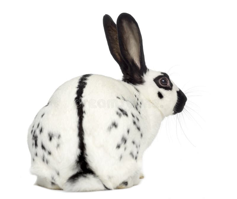 English Spot Rabbit Isolated on White Stock Image - Image of black ...