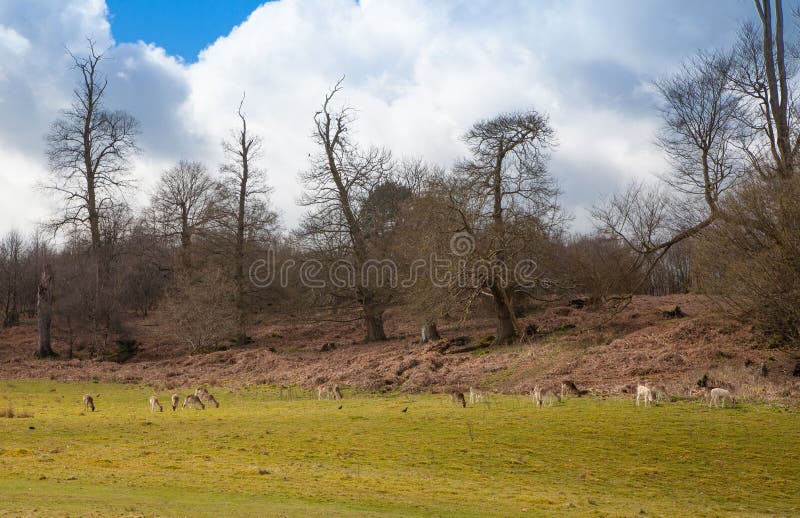 English Spring Forest Forest Stock Photo - Image of habitat, careful ...