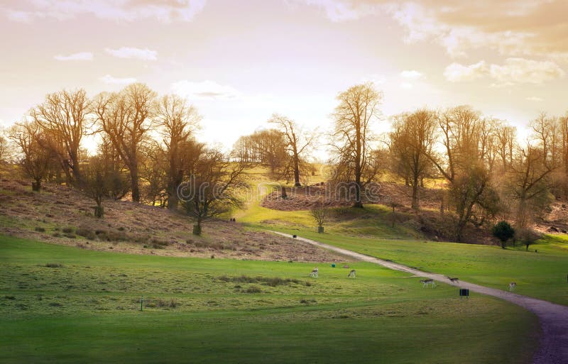 English Spring Forest Forest Stock Photo - Image of horns, cute: 55095768
