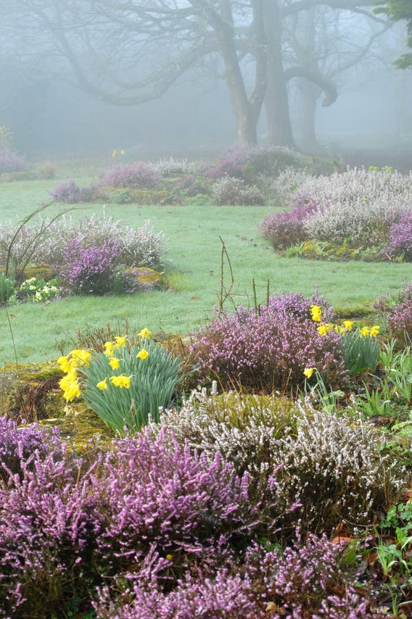 English Spring garden. stock image. Image of daffodils - 88647969