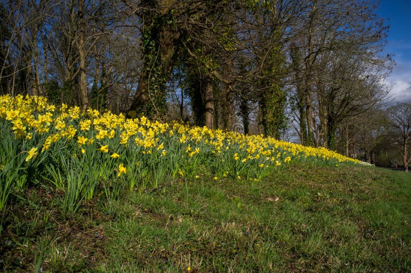 Vibrant Daffodils in the Spring Sunshine Stock Image - Image of floral ...