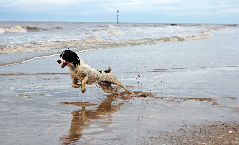 A Working Type English Springer Spaniel by a Lake Stock Photo - Image ...