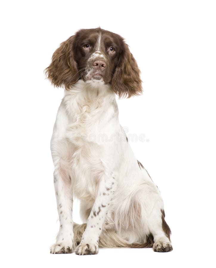 34+ Springer spaniel Free Stock Photos - StockFreeImages