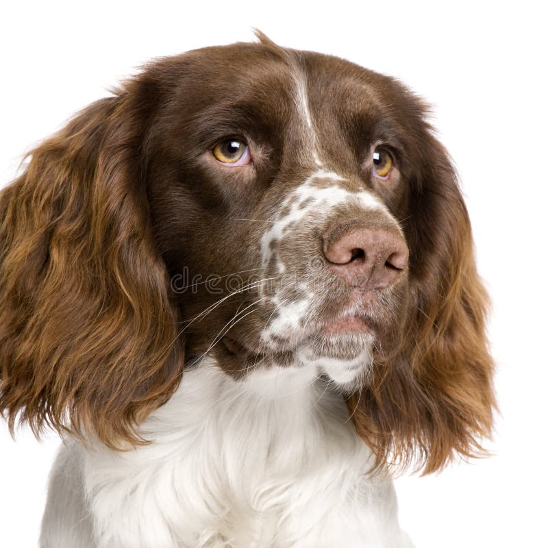 34+ Springer spaniel Free Stock Photos - StockFreeImages