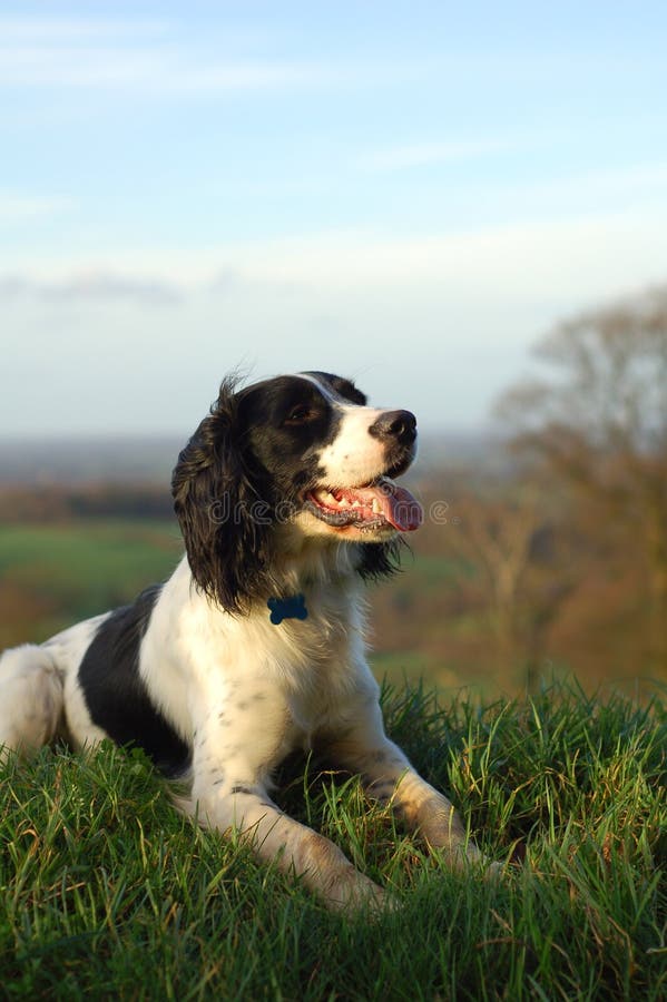 English Pointer stock image. Image of cute, white, pedigree - 21673729