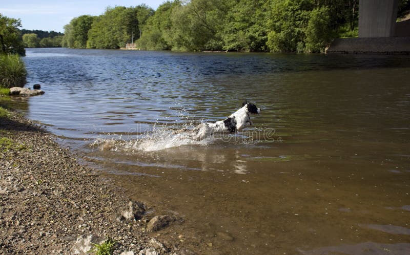 English Springer Spaniel stock photo. Image of spaniel - 22748382