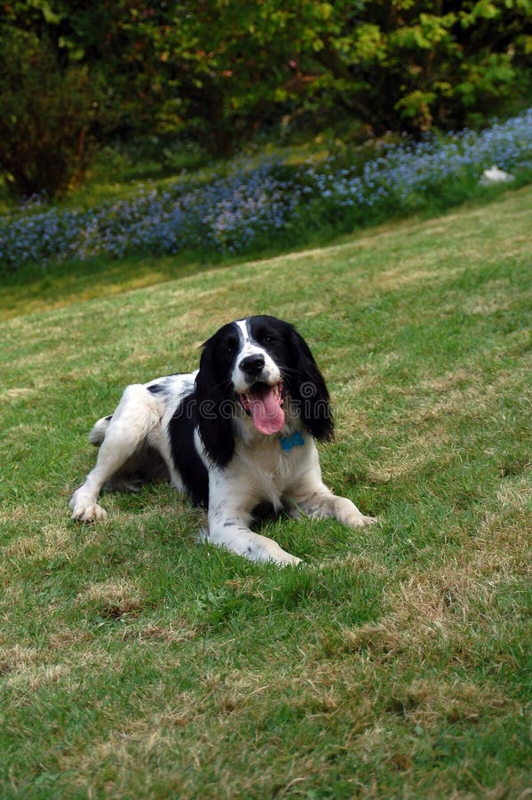 English Springer Spaniel with Toy Stock Photo - Image of grass, field ...