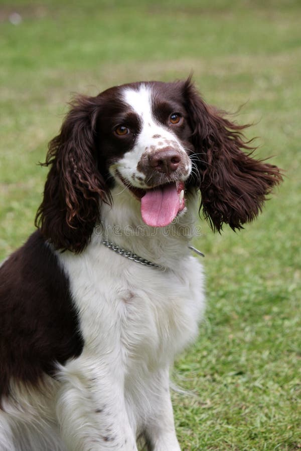 English Springer Spaniel Puppy Stock Photo - Image of cute, pooch: 908060