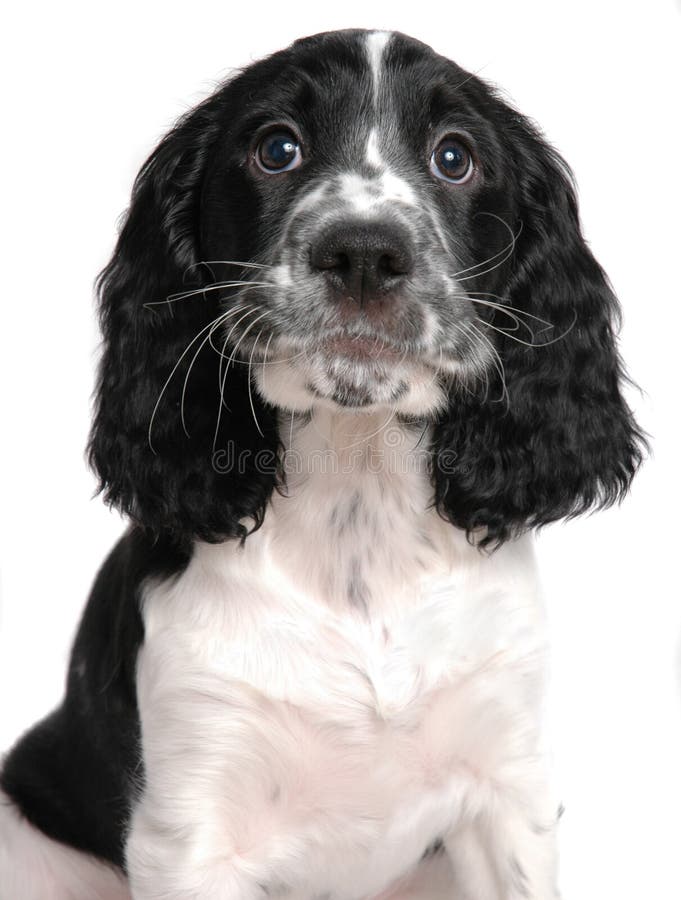 English springer Spaniel stock image. Image of friend - 7029707