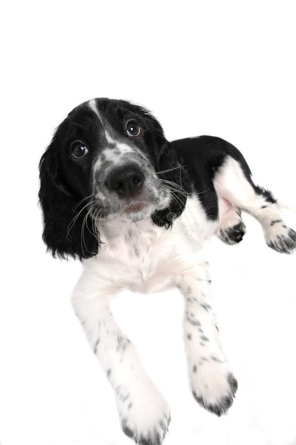 English springer Spaniel stock image. Image of friend - 7029707