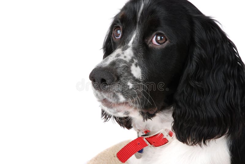 English springer Spaniel stock photo. Image of play, staring - 7030344