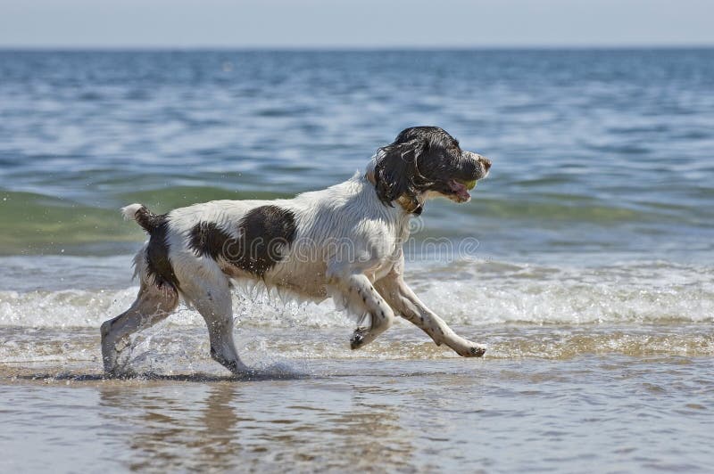 English Springer Spaniel stock image. Image of natural - 8045109
