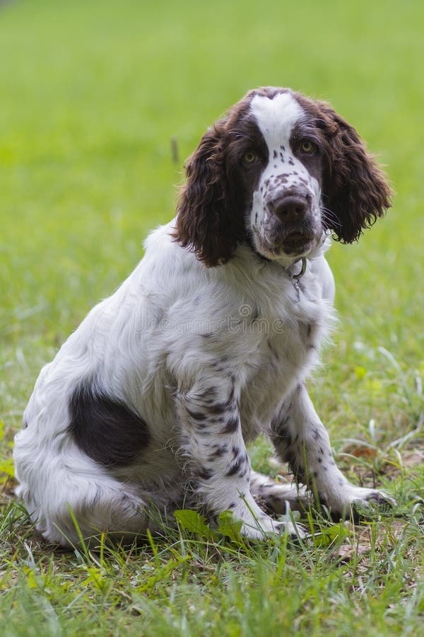 English springer spaniel stock image. Image of cute, english - 35677059
