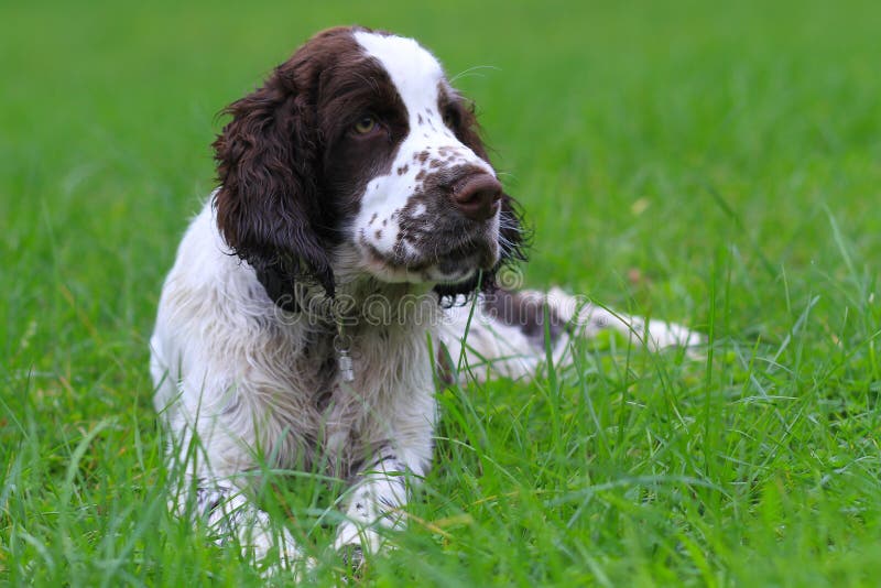 English springer spaniel stock image. Image of springer - 35677623