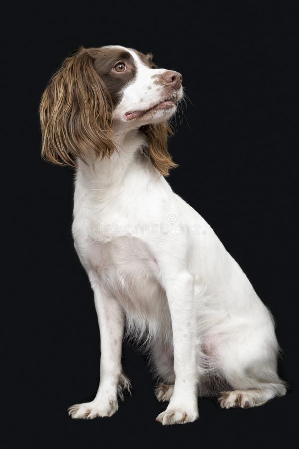 English springer Spaniel stock image. Image of friend - 7029707