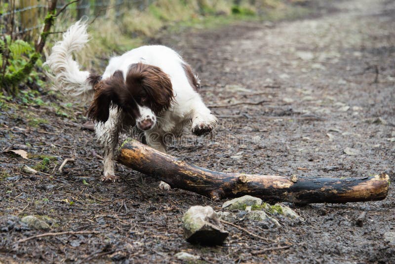 Springer Spaniel Playing with Stick Stock Image - Image of bark, gundog ...