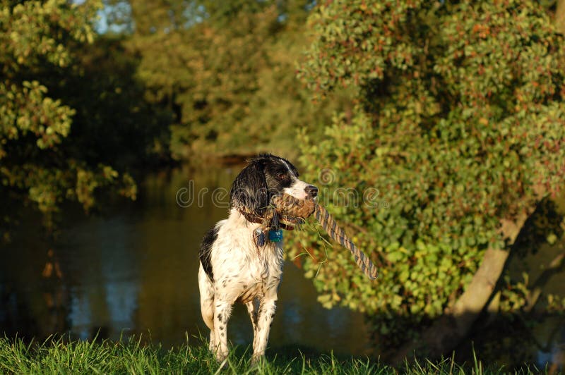 English Springer Spaniel by the River Stock Photo - Image of water ...