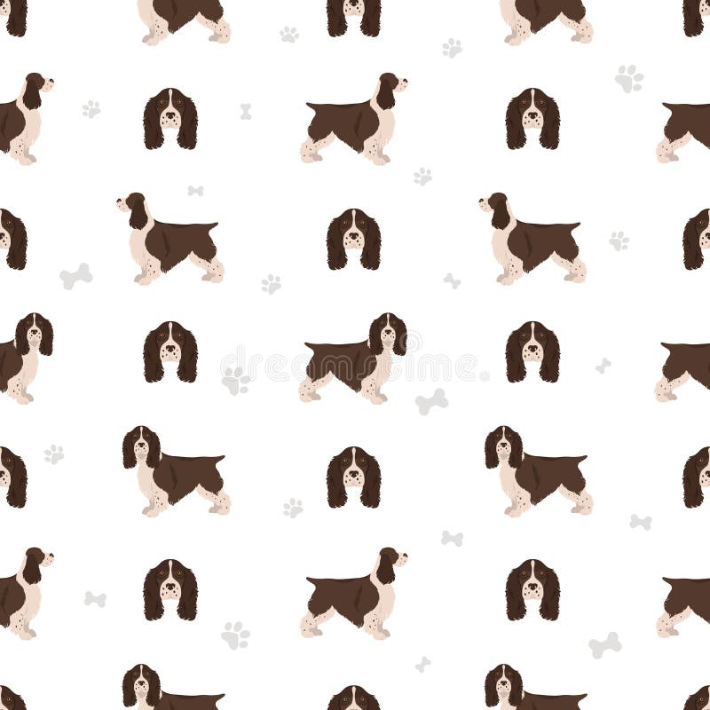 English Springer Spaniel Clipart. Different Poses, Coat Colors Set ...