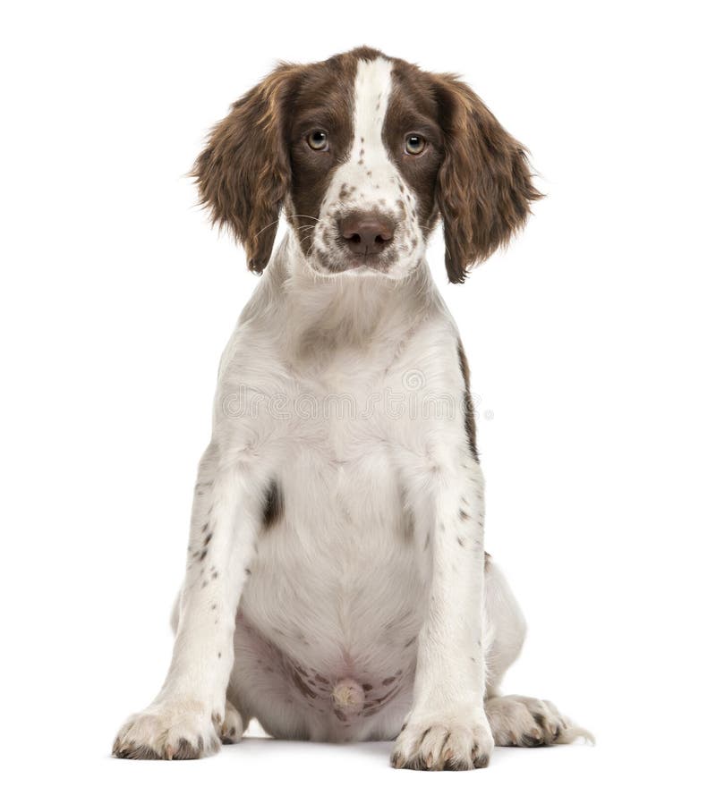 English springer Spaniel stock image. Image of friend - 7029707
