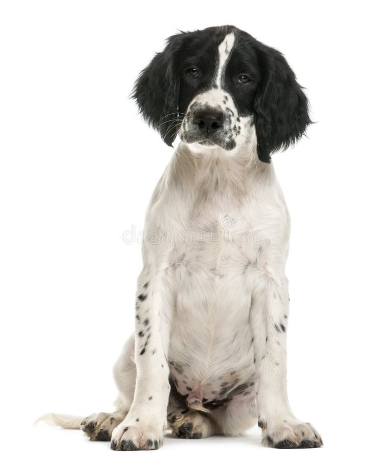 English springer Spaniel stock image. Image of friend - 7029707