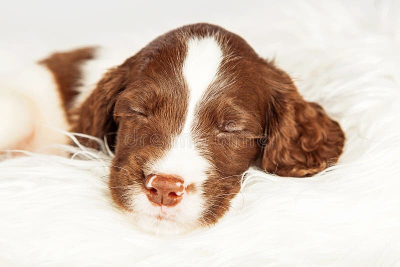 English Springer Spaniel Puppy Sleeping on Fur Stock Image - Image of ...