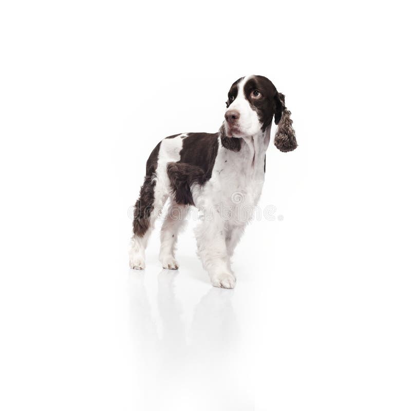 English Springer Spaniel Studio Shot Stock Photo - Image of posture ...