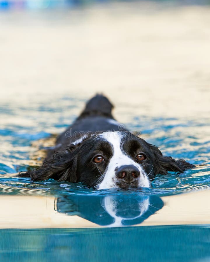 English Springer Spaniel Swimming in Pool Stock Image - Image of ...