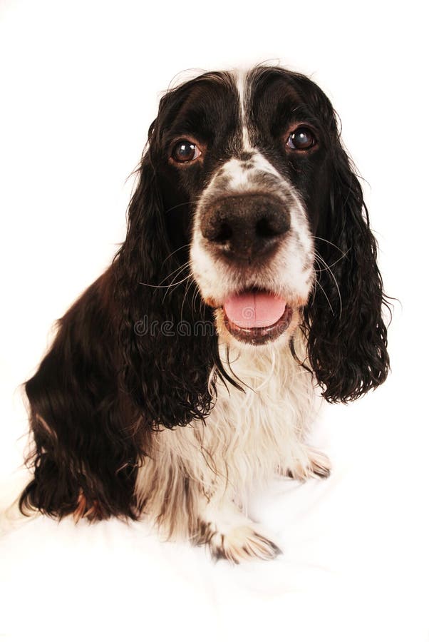 English springer Spaniel stock image. Image of friend - 7029707