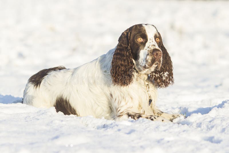 English springer spaniel stock photo. Image of forest - 36289462
