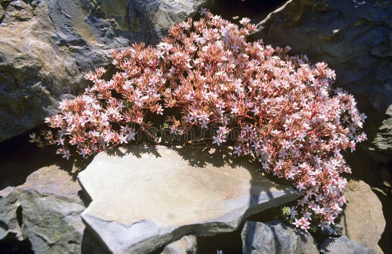 English Stonecrop stock image. Image of sedum, botanic - 15116771