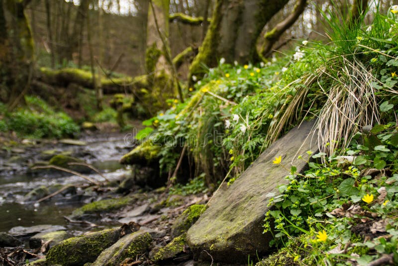 English stream. stock photo. Image of color, north, moss - 39694296