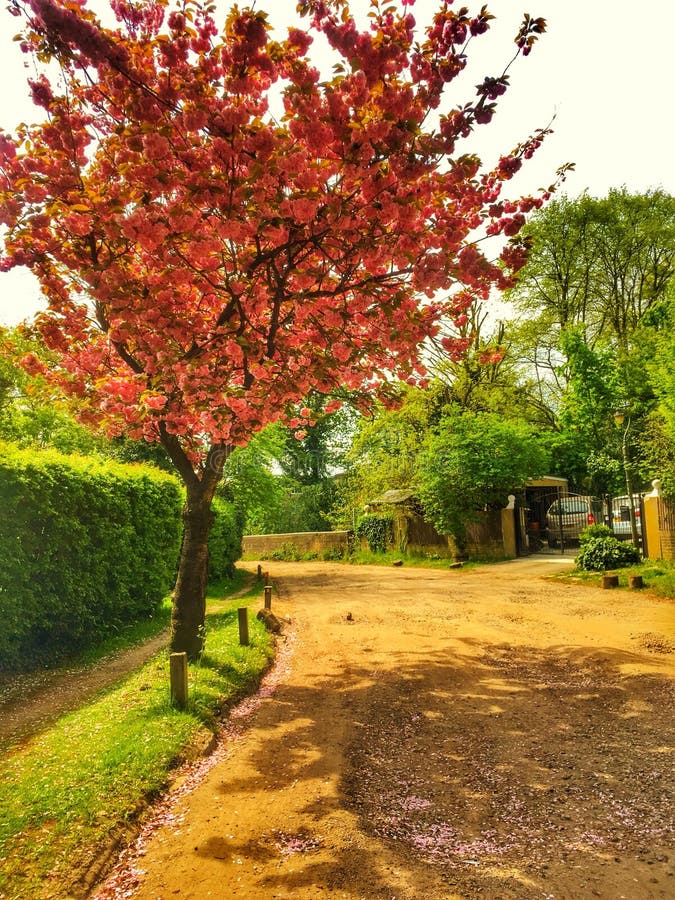 English Summer stock photo. Image of summer, english - 121784424