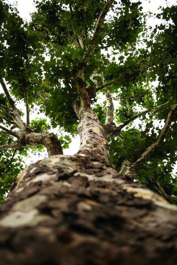 English Maple Tree from Below Stock Image - Image of view, fashion ...