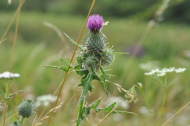 English Thistle stock photo. Image of england, barb, thistle - 35069764