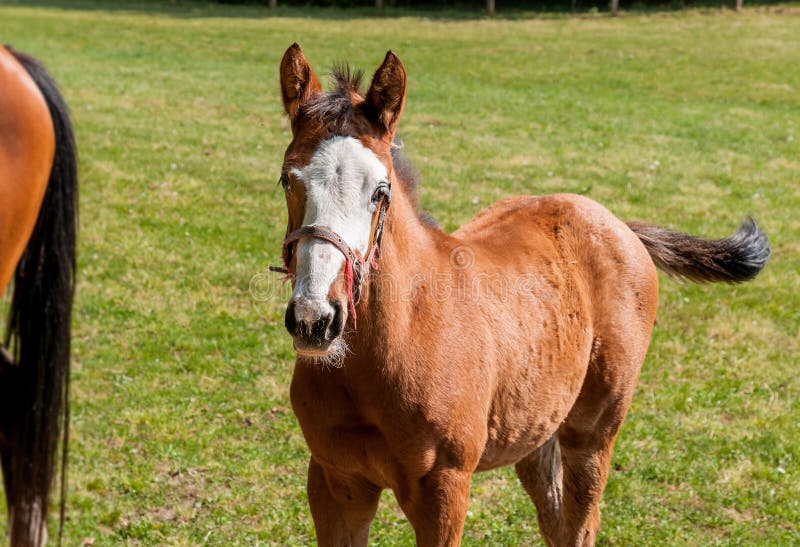 English Thoroughbred Foal Horse. Stock Image - Image of horse, baby ...