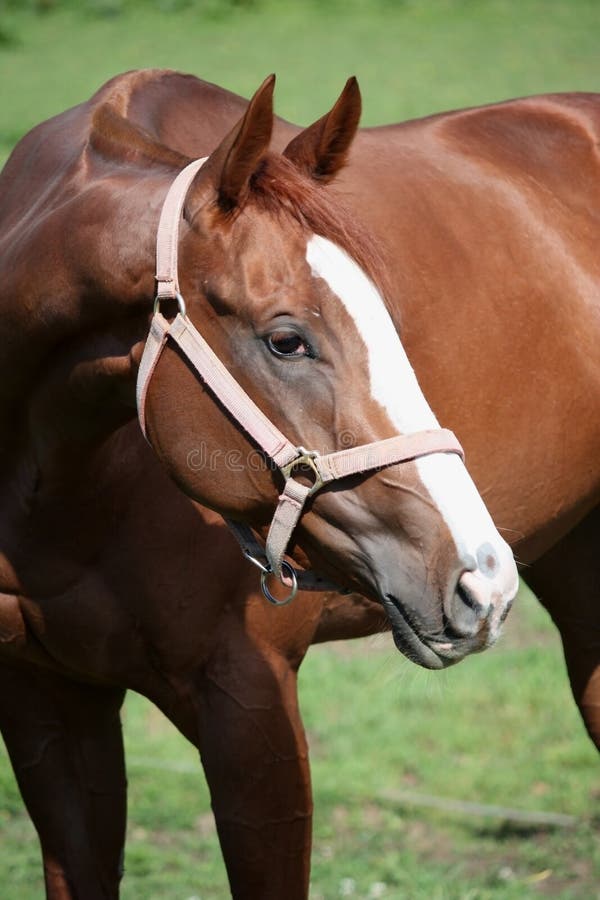 English Thoroughbred Horse 2 Stock Photo - Image of cute, beefy: 10082630