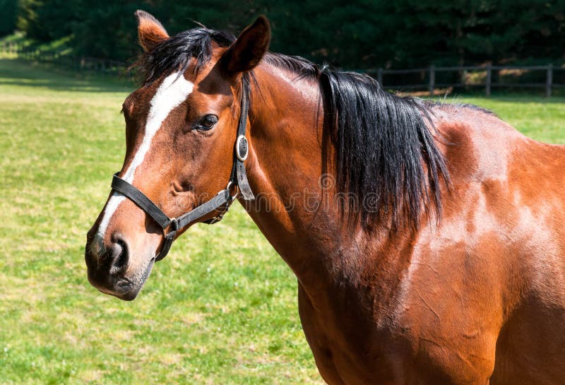 English Thoroughbred Horse Jumping with a Beautiful Background Stock ...