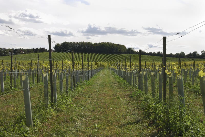 English Vineyard. Surrey. England Stock Photo - Image of countryside ...