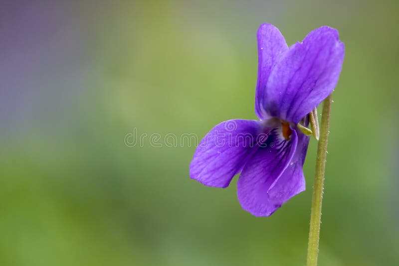English Violet Viola Odorata Flower Stock Photo - Image of flora ...