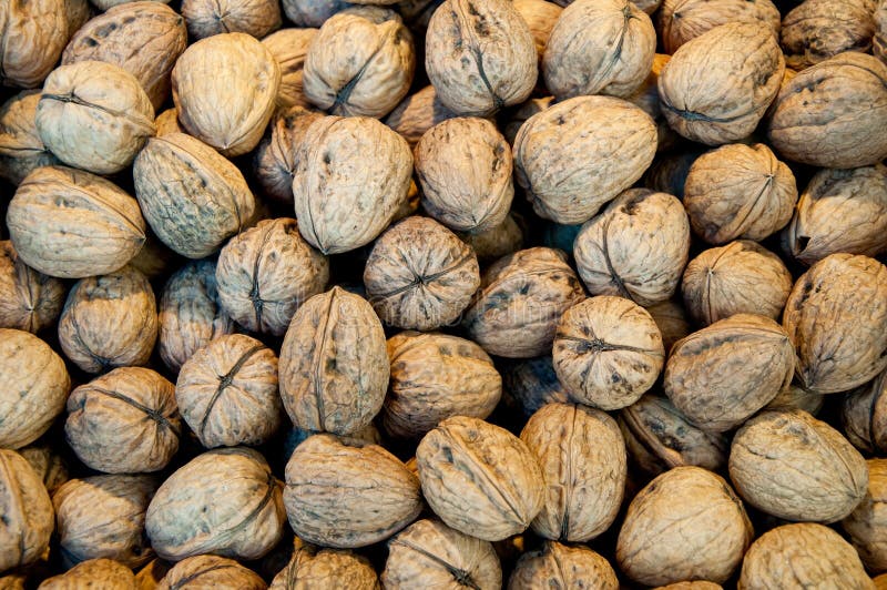 English Walnuts stock photo. Image of shell, walnut, fruit - 22291700