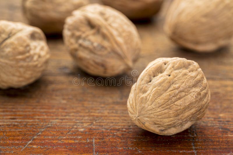 English walnuts stock image. Image of grained, texture - 48223525