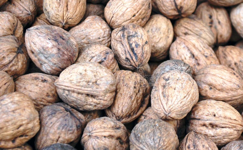 English Walnuts in Shell stock photo. Image of walnut - 209027786