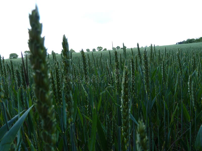 English Wheat Field (6) stock photo. Image of england - 55871492