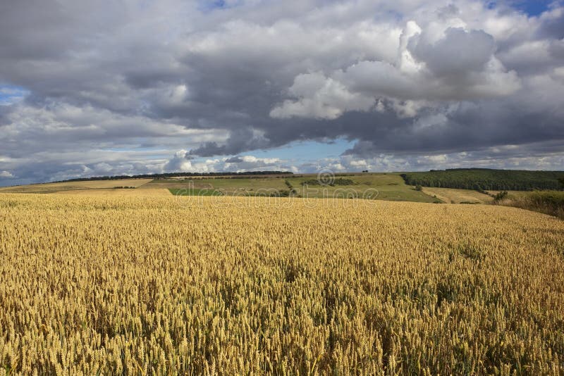 English wheat fields stock image. Image of scenic, english - 32913371