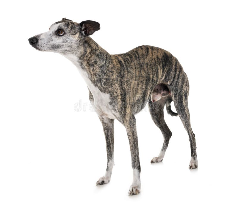 Whippet in studio stock image. Image of greyhound, studio - 140987847