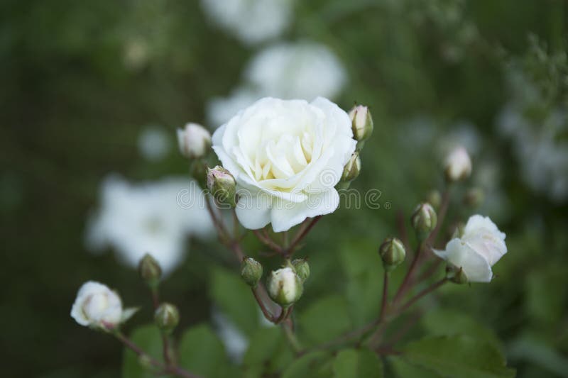 English White Roses Bush in the Garden Stock Image - Image of gift ...