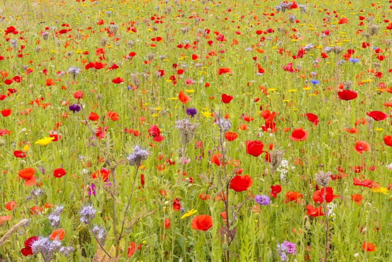 Colourful Wildflower Meadow, England Stock Image - Image of cornflowers ...