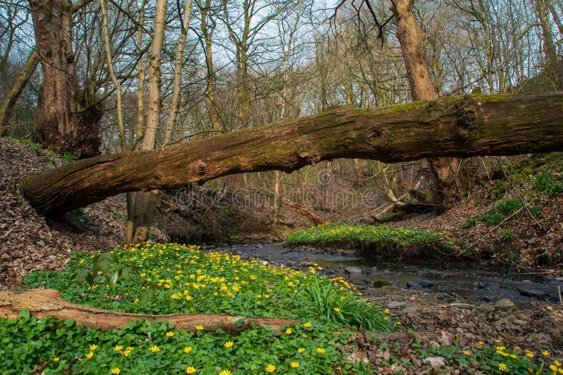 English woods. stock image. Image of leave, early, dirt - 39400865