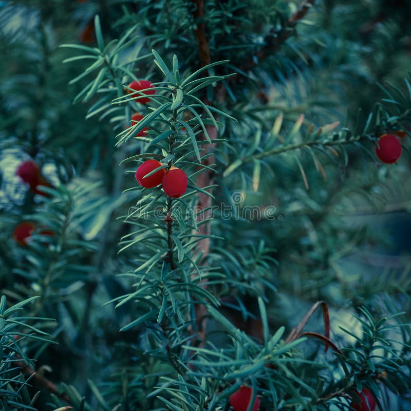 English yew stock photo. Image of leaf, fruit, forest - 261363152