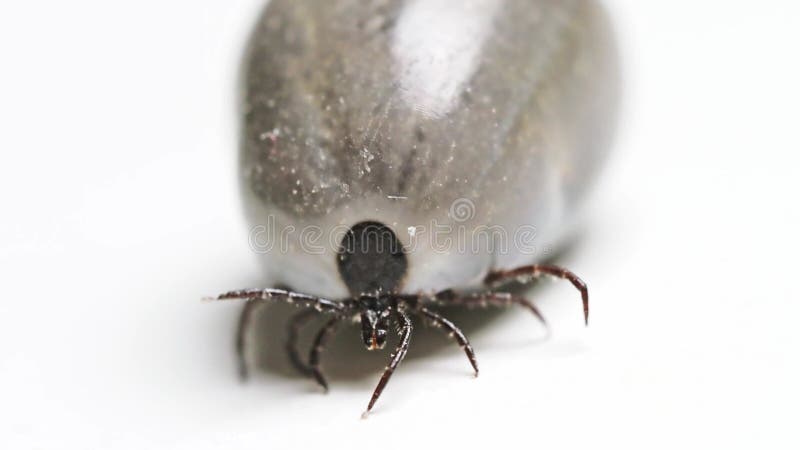 Engorged tick on white stock footage. Video of video - 371097106